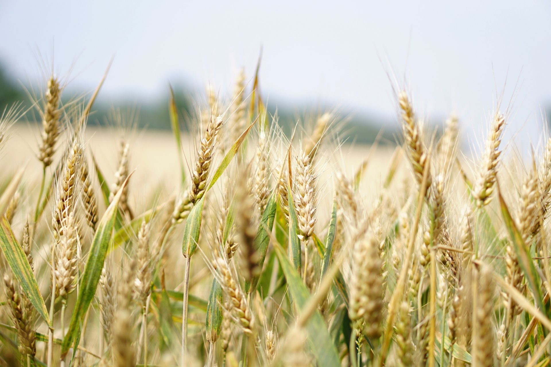 Kiefner Farm – Will County, IL