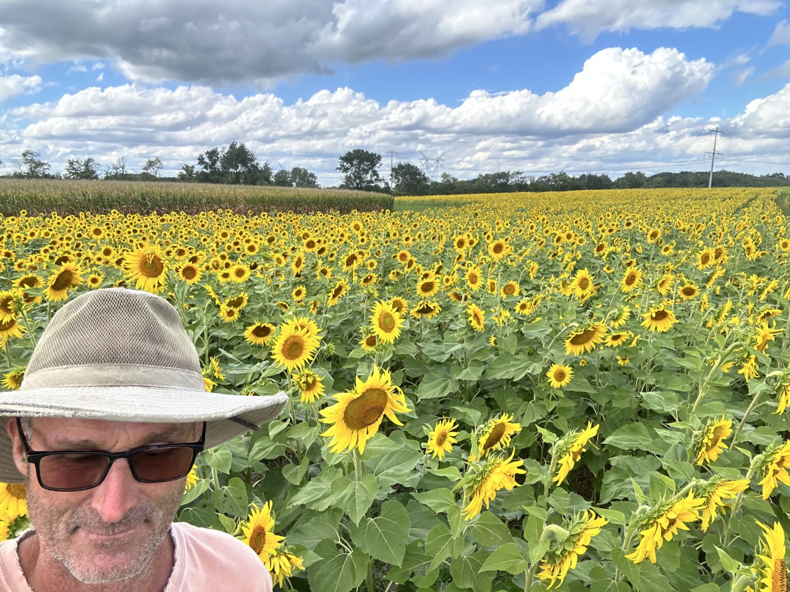 There Is No Such Thing as Too Many Sunflowers – Kiefner Farm