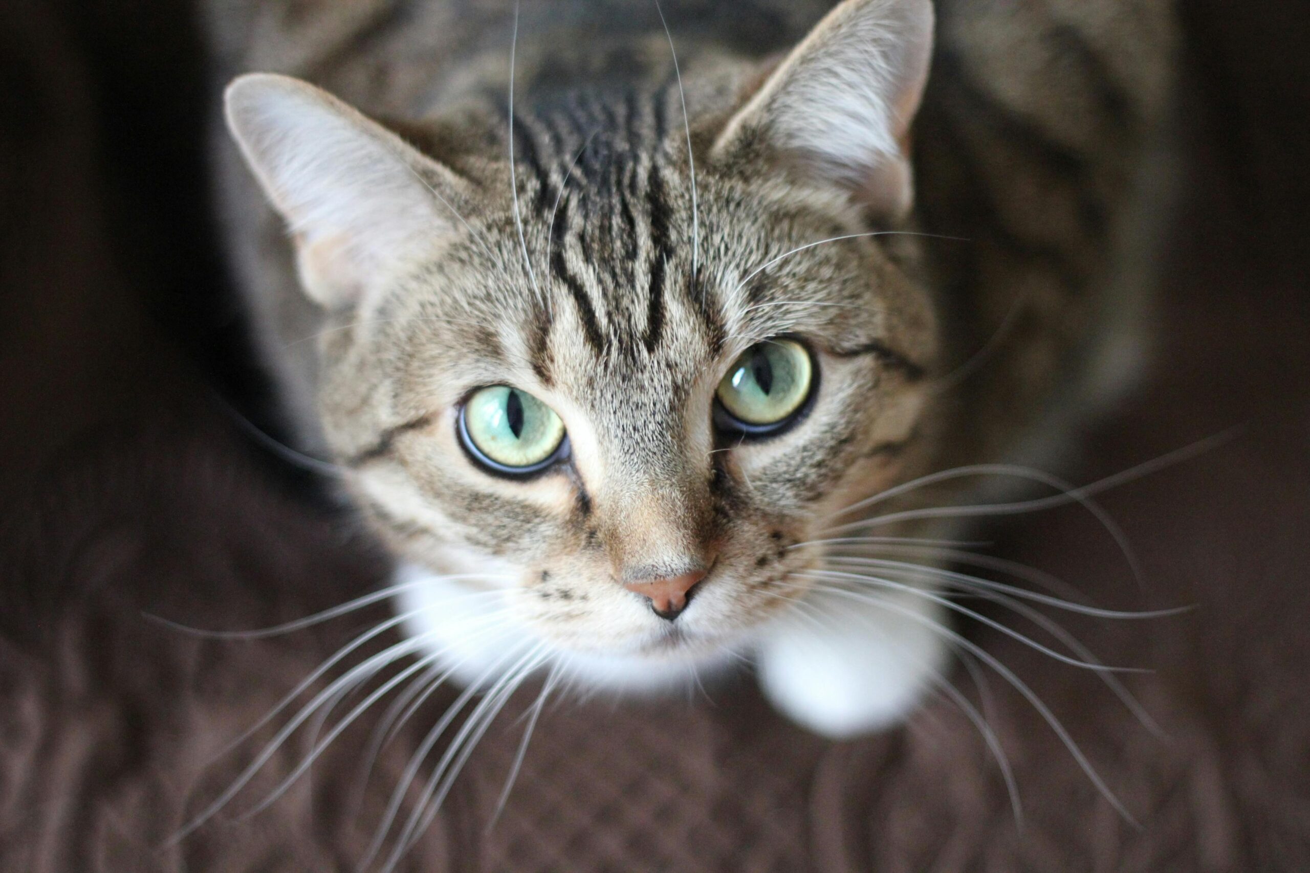 Cats, a Valuable Resource on the Farm – Kiefner Farm